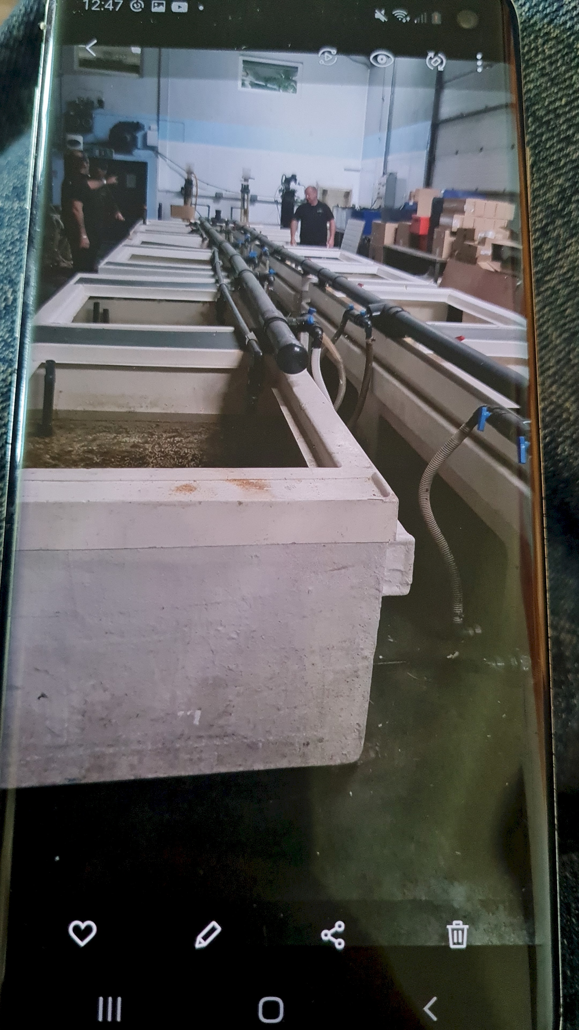 12 tanks live shellfish tank system